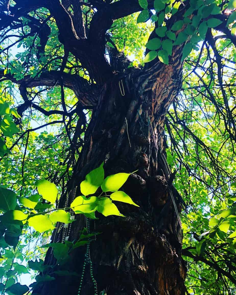 The Witches' Tree Louisville - Louisville Historic Tours